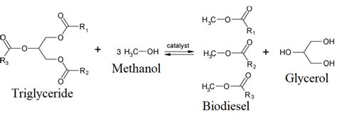 Transesterification Reaction To Produce Biodiesel Download Scientific