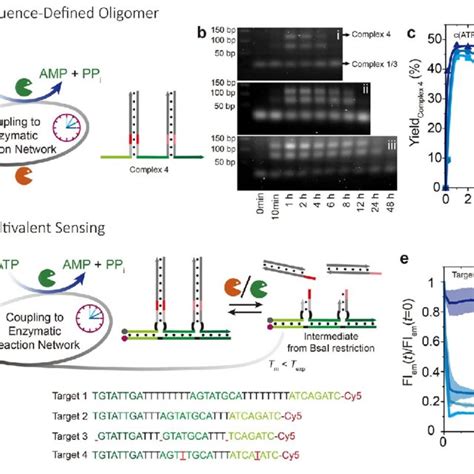 Atp Fueled Dna Assemblies With Transient Functions A Schematic