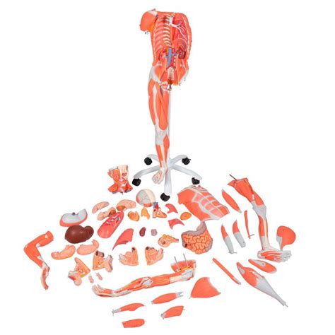 Double Sex Muscle Human Replica Figur In 45 Teile Zerlegt Fisaude Laden