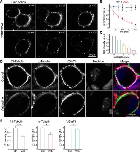 Microtubule And Actin Differentially Regulate Synaptic Vesicle Cycling