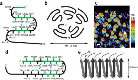 Molecular Models Of Aβ42 Oligomers And Fibrils A Schematic Of The