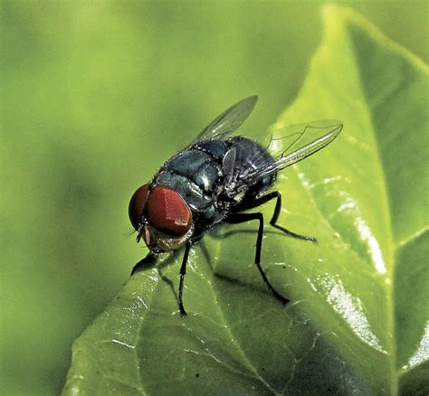 ‘ding Darling Hosts 10th Annual Photo Contest For High Schoolers