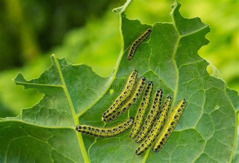 Caterpillars Stock Image Image Of Adult Biology Cabbage 44843661