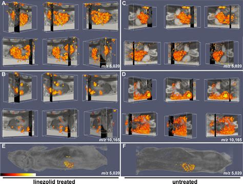 Three Dimensional Integration Of Maldi Ims And Mri For Imaging Of The Download Scientific
