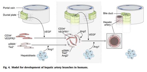 Development Of The Liver Insights Into Organ And Tissue Morphogenesis