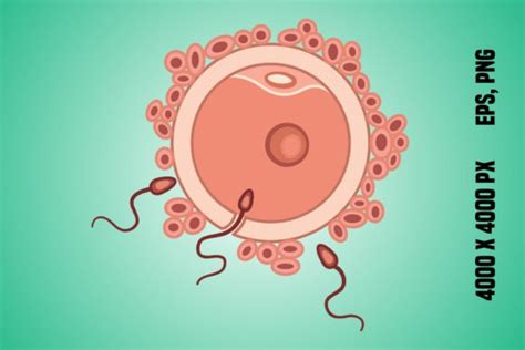 Human Fertilization Illustration Graphic By Yulidor · Creative Fabrica
