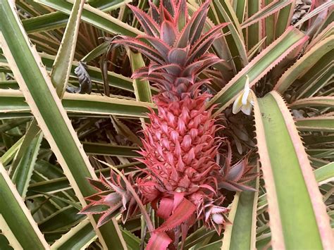 What Are Pink Pineapples Science Taste And Price Revealed