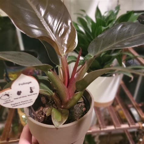 New Philo Maybe A Black Cardinal Rphilodendron