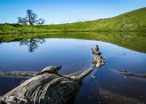 Kacey Hadick Photography — Springtime In The Sunol Regional Wilderness