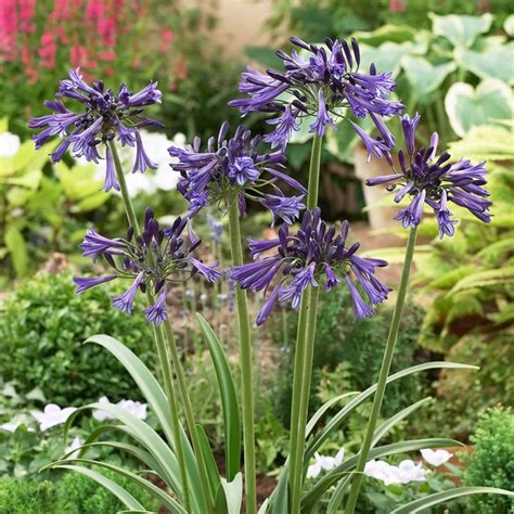 Agapanthus Black Pantha Szerelemvirág