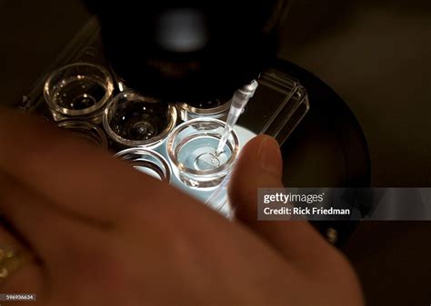Embryo Sorting Part Of The In Vitro Fertilization Process In The