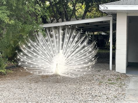 Giant Leucistic White Peacock Almost As Tall As Garage Roof Rpics
