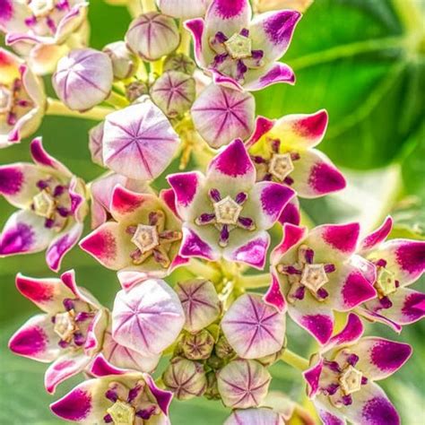 Stream Megan Dawn By Strict9 Listen Online For Free On Soundcloud