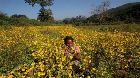 Why India Is Not Self Sufficient In Oilseed Production The Hindu BusinessLine