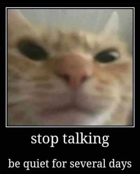 Cat Says Stop Talking Memes Cat Memes Cute Memes