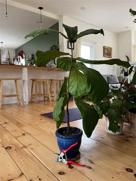 Pruning A Fiddle Leaf Fig R Houseplants