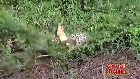 Most Amazing Big Cats Hunting Attack Compilation Cheetah Lions Jaguar