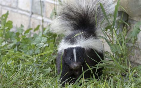Skunk Spraying Pictures