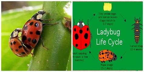 Mr Ladybug