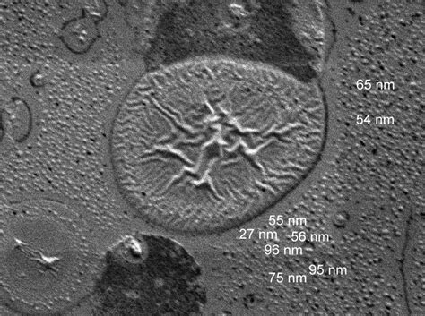 Scanning Electron Microscopy Analysis Download Scientific Diagram