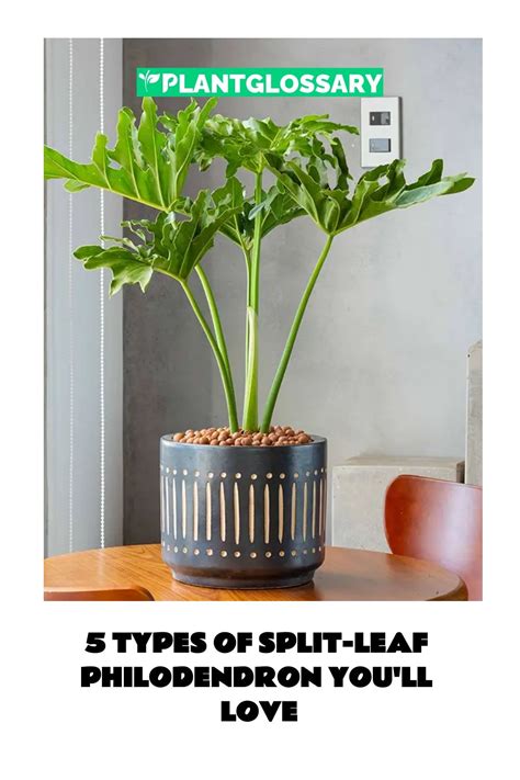 5 Types Of Split Leaf Philodendron Youll Love