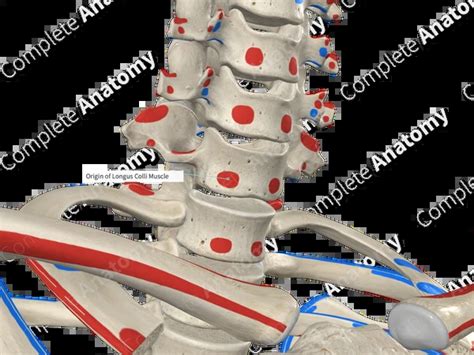 Origin Of Longus Colli Muscle Complete Anatomy
