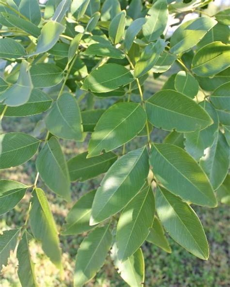 Cassia Tree Leaves