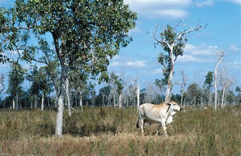 A Basic Guide To Herbicide Classification In Australia