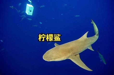 柠檬鲨鱼百科 智能鱼缸之家