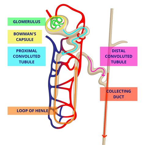 Nephron Parts And Functions