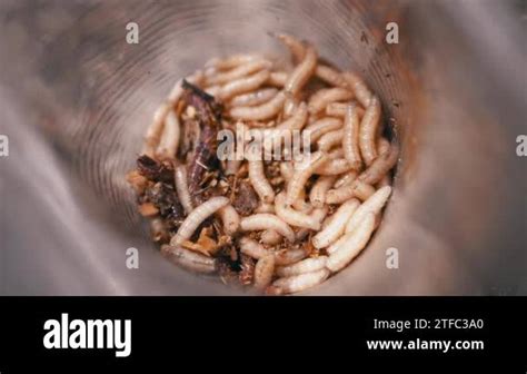 Group Of Larvae Of White Worms Crawls In A Plastic Cup In The Rays Of