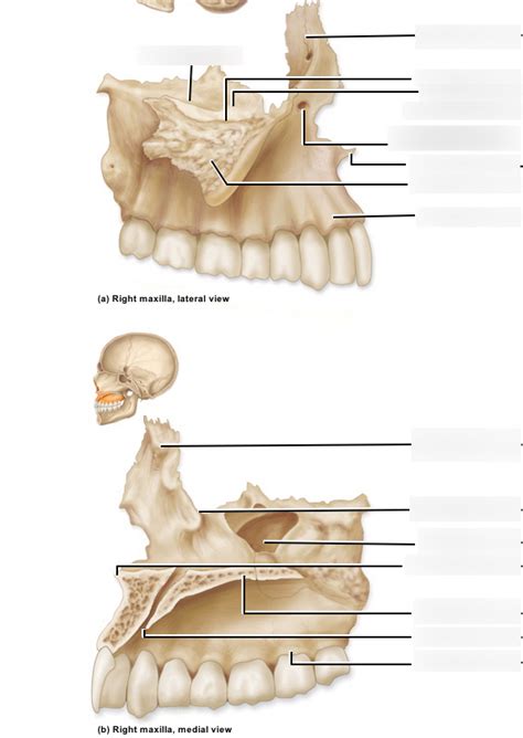 Maxilla Diagram Quizlet
