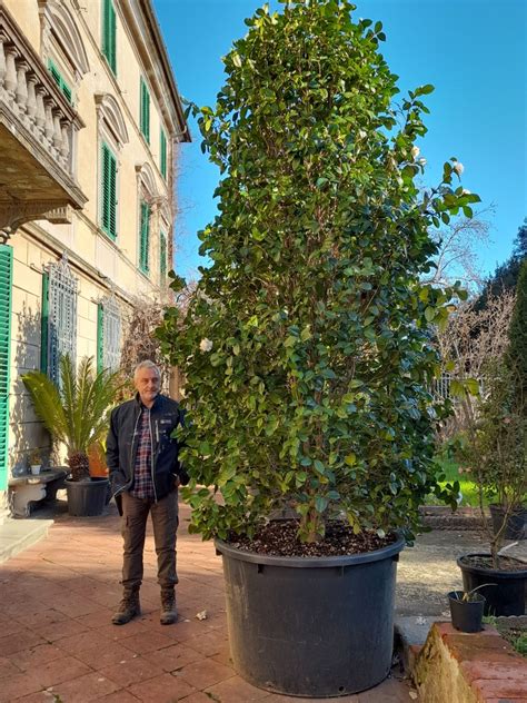 At Matteini Tranquillo Nursery How Beautiful These Camellia Japonica