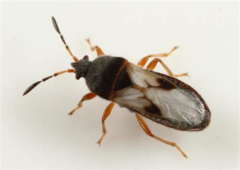 Chinch Bugs South Texas Field Crop Entomology
