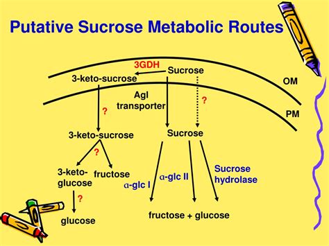 Ppt Genomics As A Means Not An End To Understanding The Biology Of