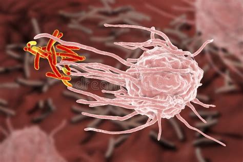 Macrophage Engulfing Tuberculosis Bacteria Stock Illustration Illustration Of Microscopic