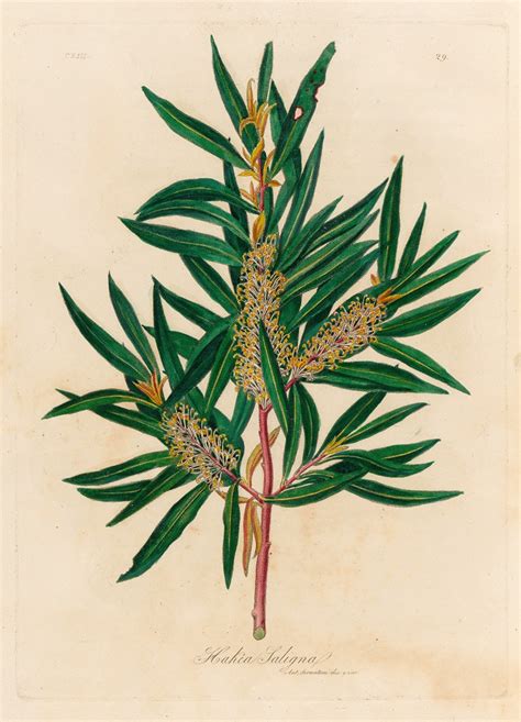 Hakea Saligna Artvee