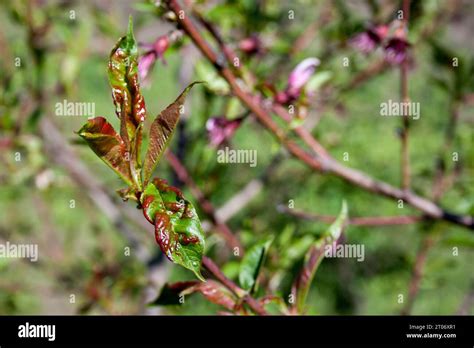 Peach Tree Disease Leaf Curl Fungal Disease Taphrina Deformans Affected Fruit Tree In Garden