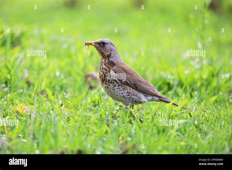 Young Thrush Bird Looking For Food In The Green Grass Songbird In A