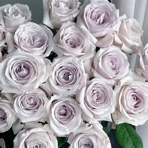 Rose Sliver Lining Us Seller 银色衬裙 1 Gallon Etsy