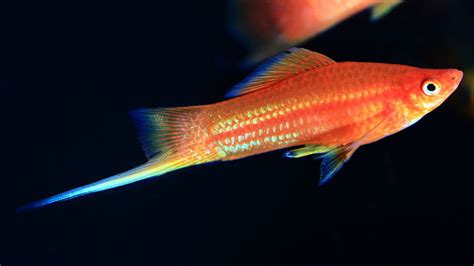 Swordtails In The Aquarium A Fascinating Species Diapteron Shop