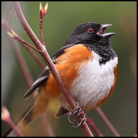 Spotted Towhee A Large New World Sparrow The Taxonomy Of The Towhees