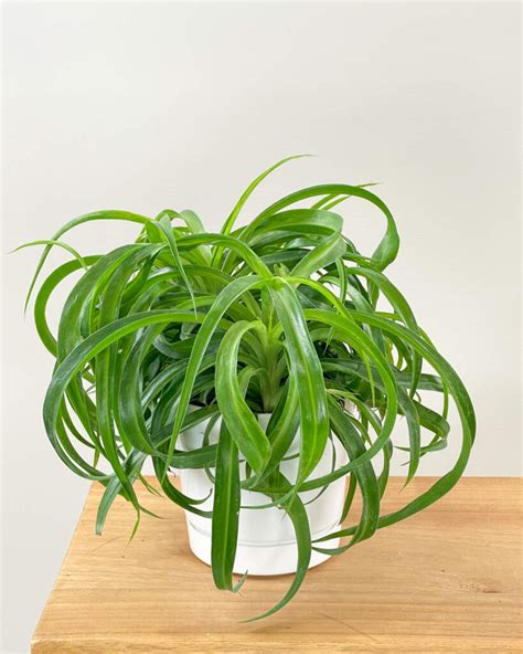 Spider Plant Varieties Plantvine
