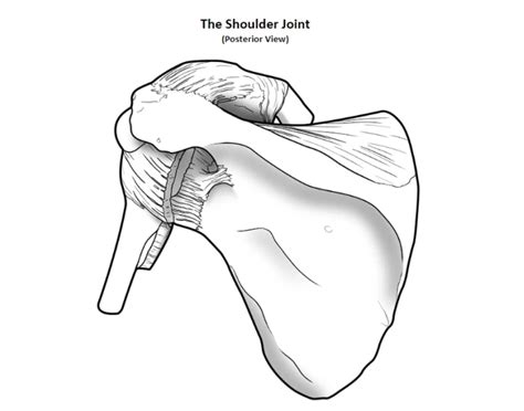 The Shoulder Joint Posterior View Quiz