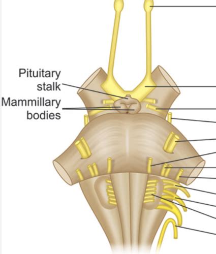 Nervous Sys Flashcards Quizlet