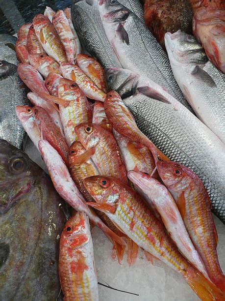 10 Ambassis Interrupta Fotos Fotos De Stock Imagens E Fotos Royalty