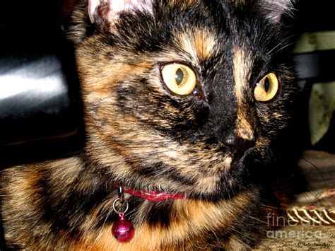Cute Kitty Photograph By Oksana Semenchenko Pixels