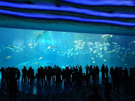 Chime Long Ocean Kingdom In Zhuhai Shi