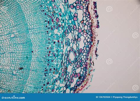 Monocot Root Cross Section Slide View Under Microscope For Botany
