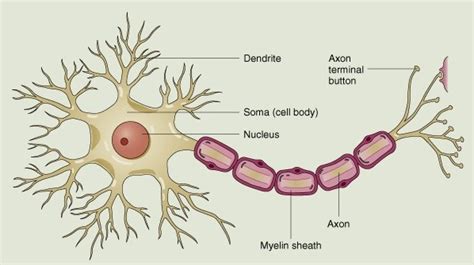 Eeg Signal Analysis How Neuron Works